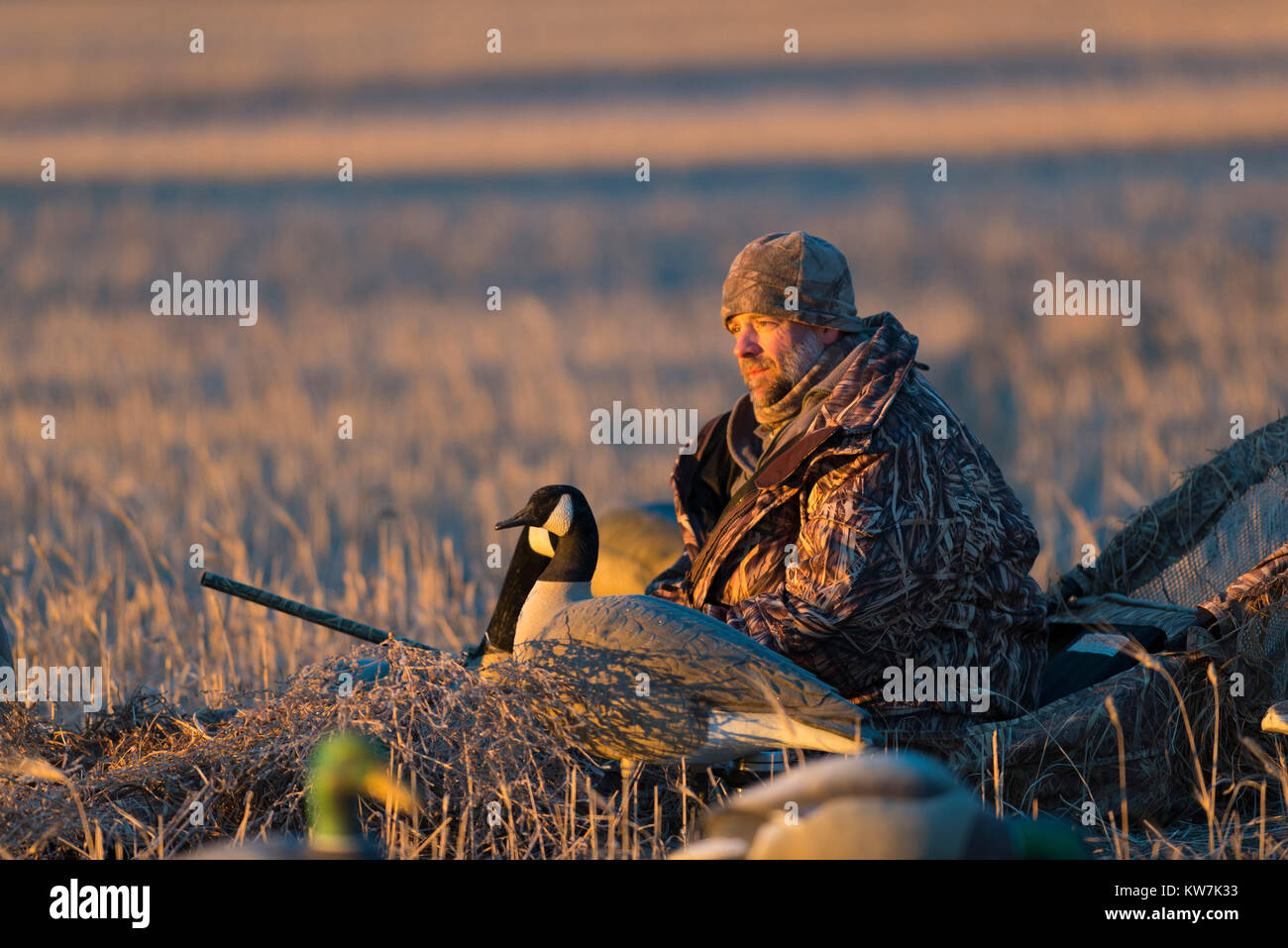 Blind goose hi-res stock photography and images - Alamy