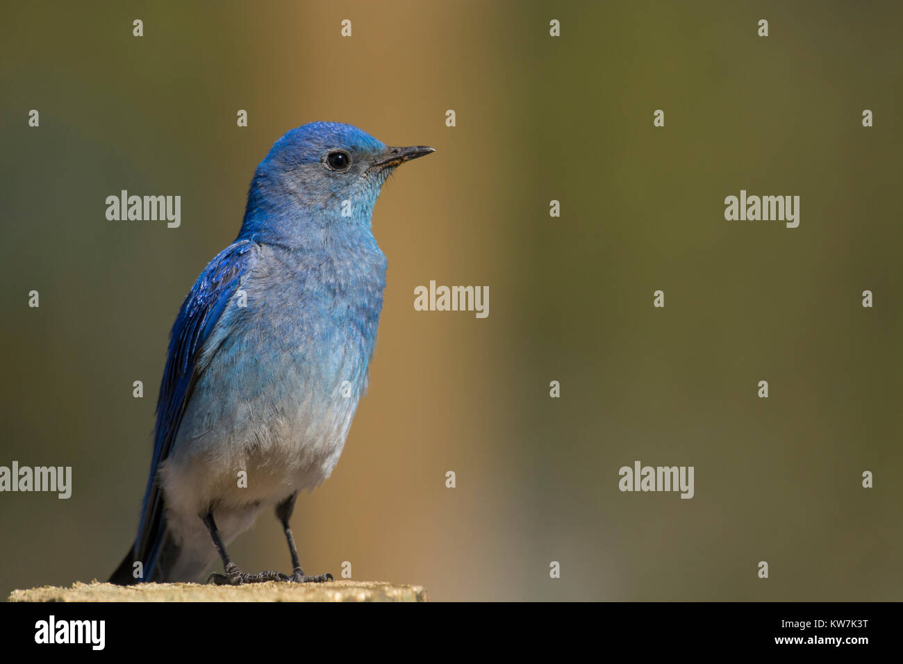 Male mountain bluebird hi-res stock photography and images - Alamy