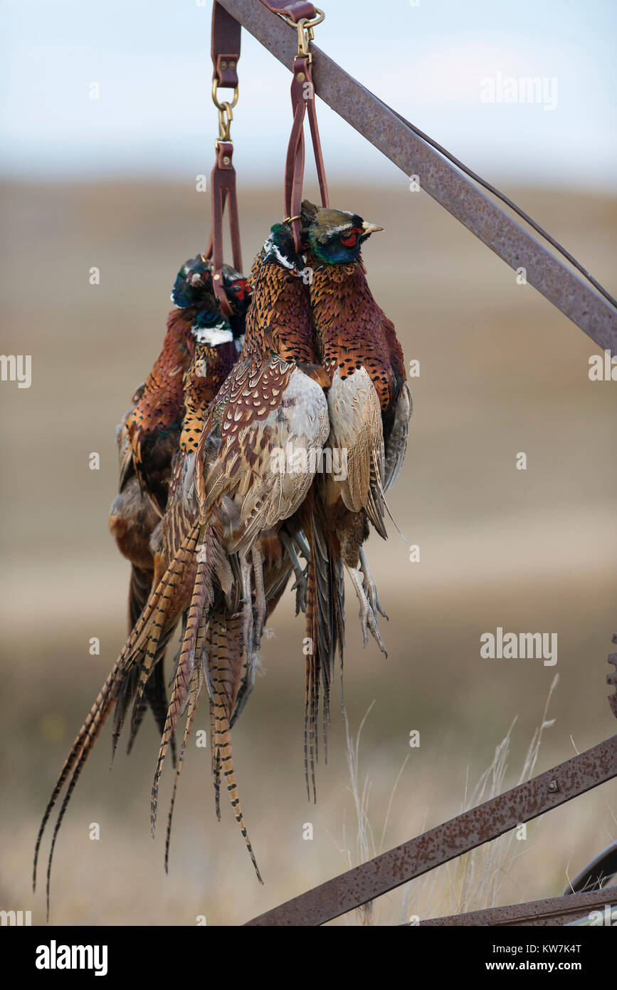 Harvested Pheasants and Grouse from a hunt in North Dakota Stock Photo ...