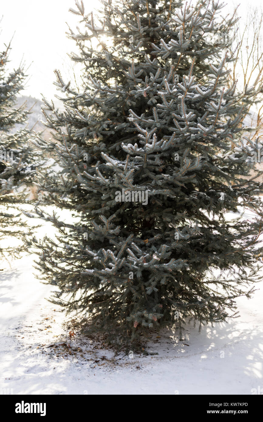 Pine needle evergreen tree in snowy sunset mountain landscape Stock ...