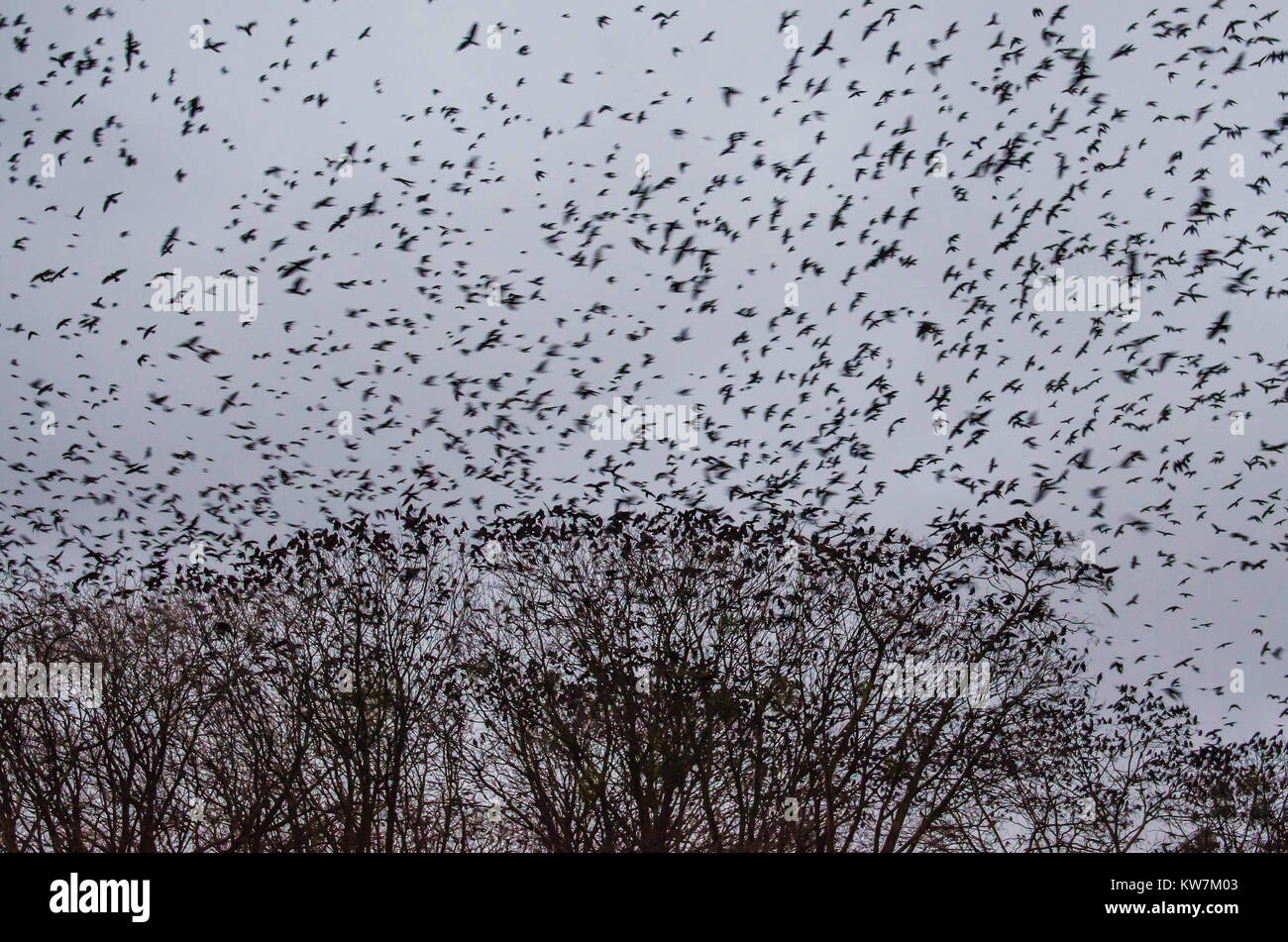 many crows, birds in the evening sky in winter Stock Photo - Alamy