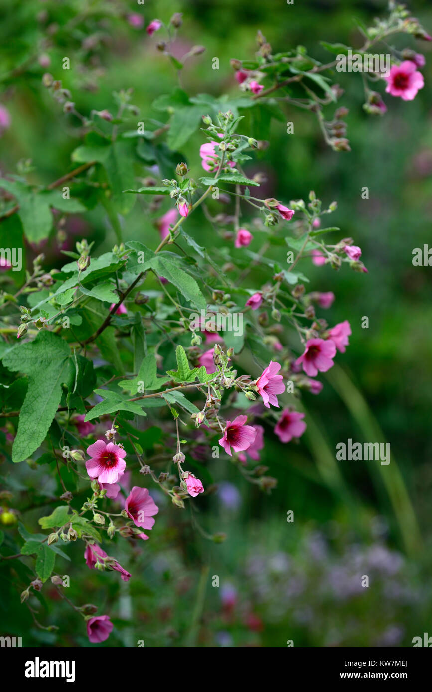 anisodontea capensis el rayo,African mallow El Rayo,Anisodontea El Rayo ...