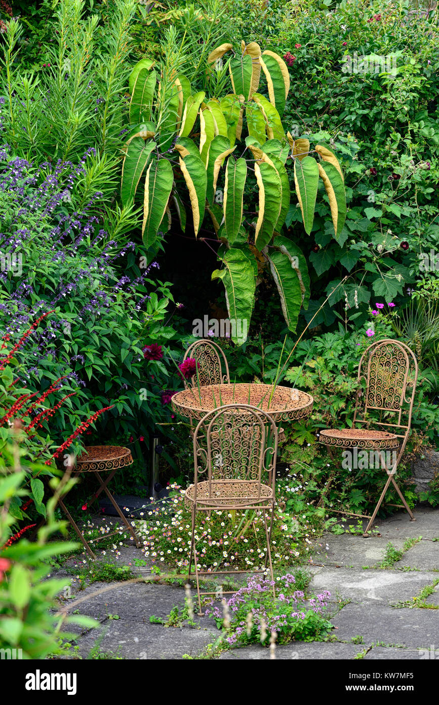 Schefflera macrophylla,salvia,dahlia admiral rawlings,patio,wrought ...