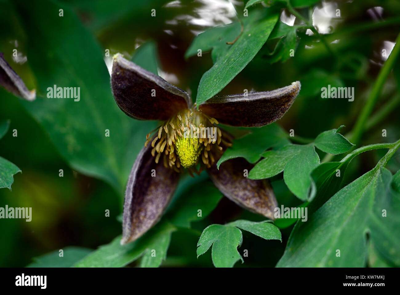 Clematis tibetana Black Tibet,dark,black,flowers,flower,flowering ...