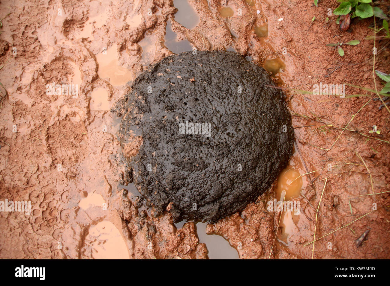 Manure on the dirty footpath in Myanmar Stock Photo - Alamy