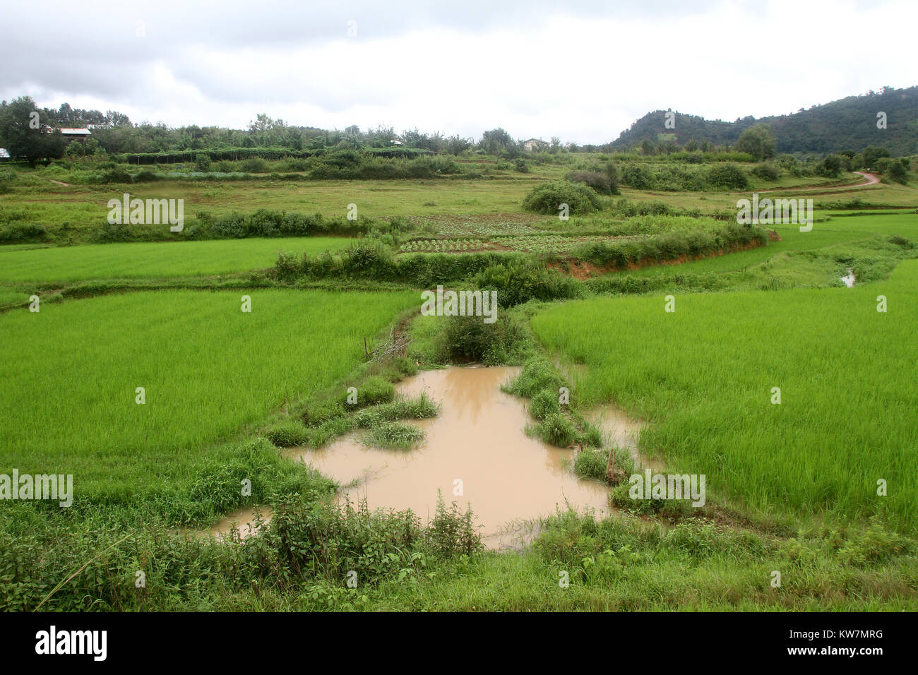 Water pond on the rice field in Myanmar Stock Photo - Alamy