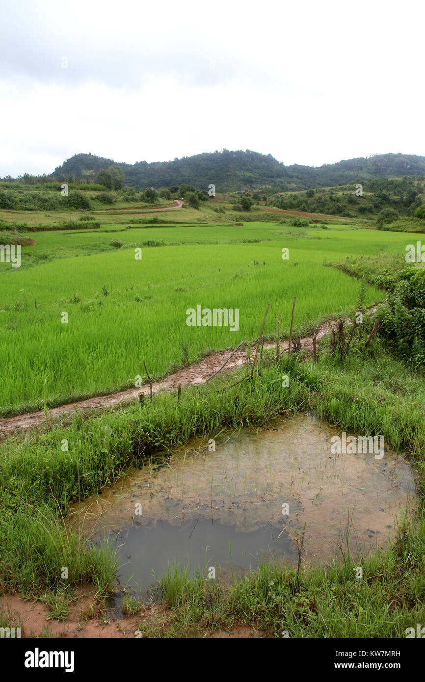 Water pond on the rice field in Myanmar Stock Photo - Alamy