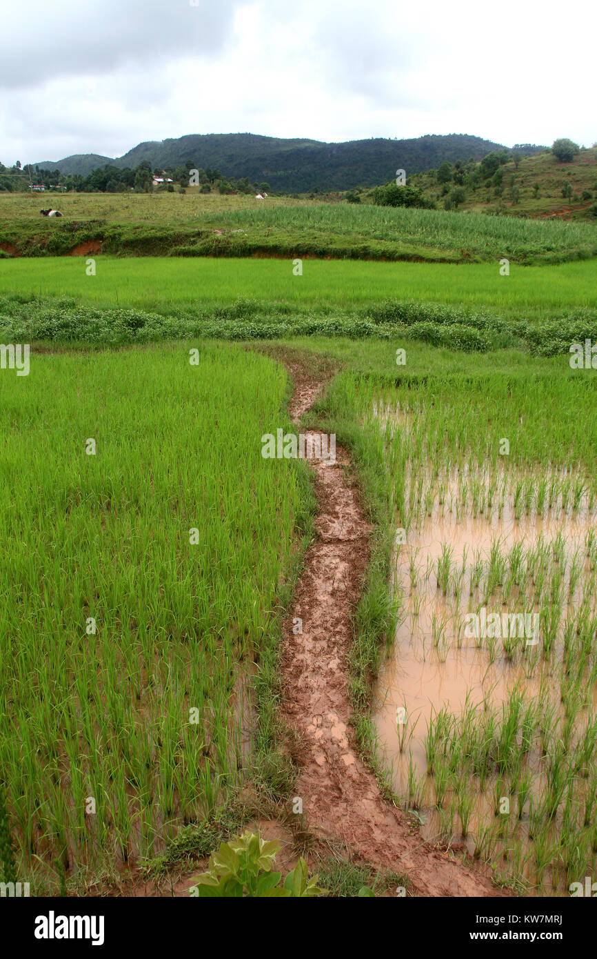 Footpath on the rice field in mountain area of Shan state, Myanmar ...