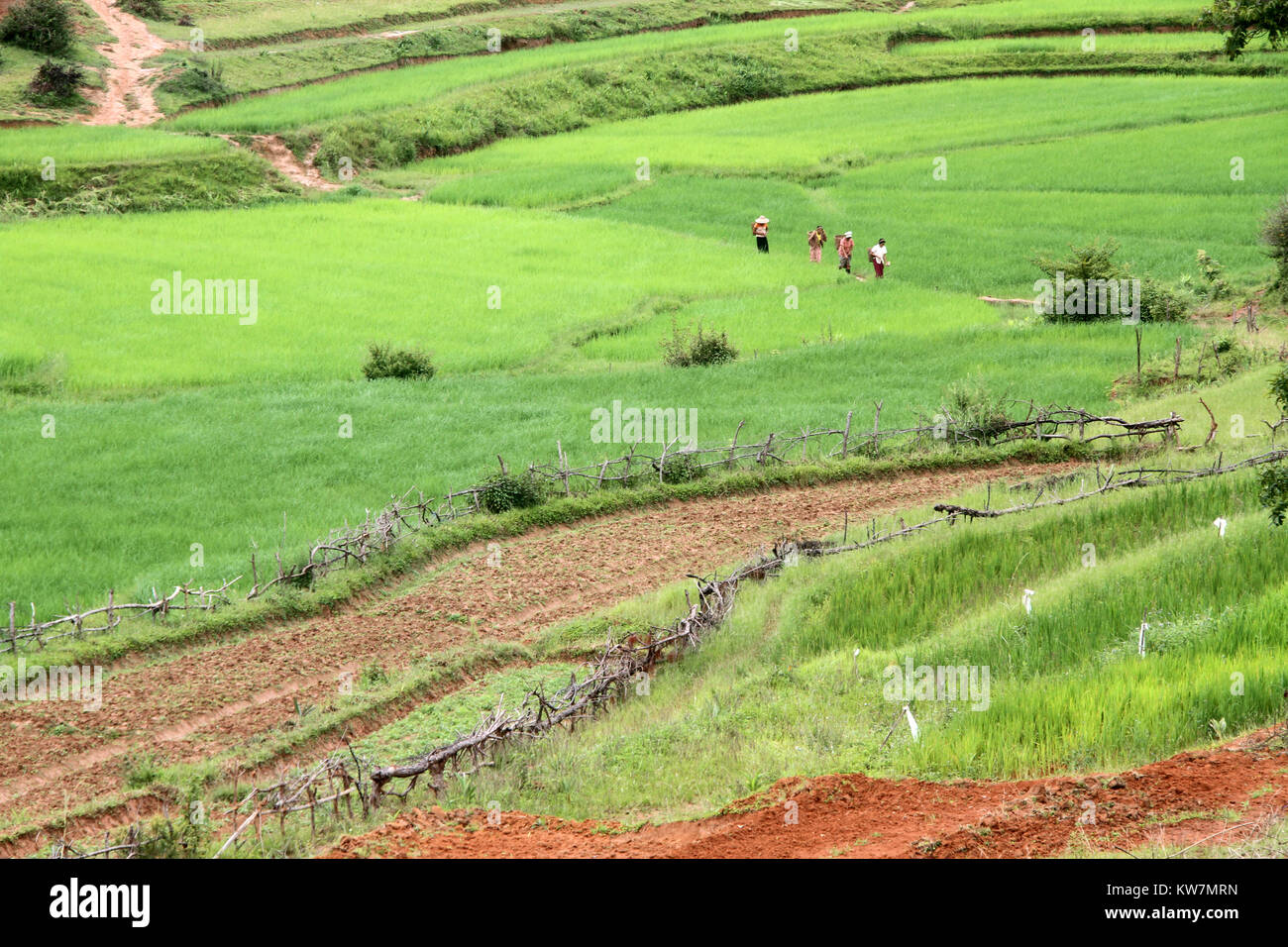 Rice fields on the slopes of mountain in Shan state, Myanmar Stock ...