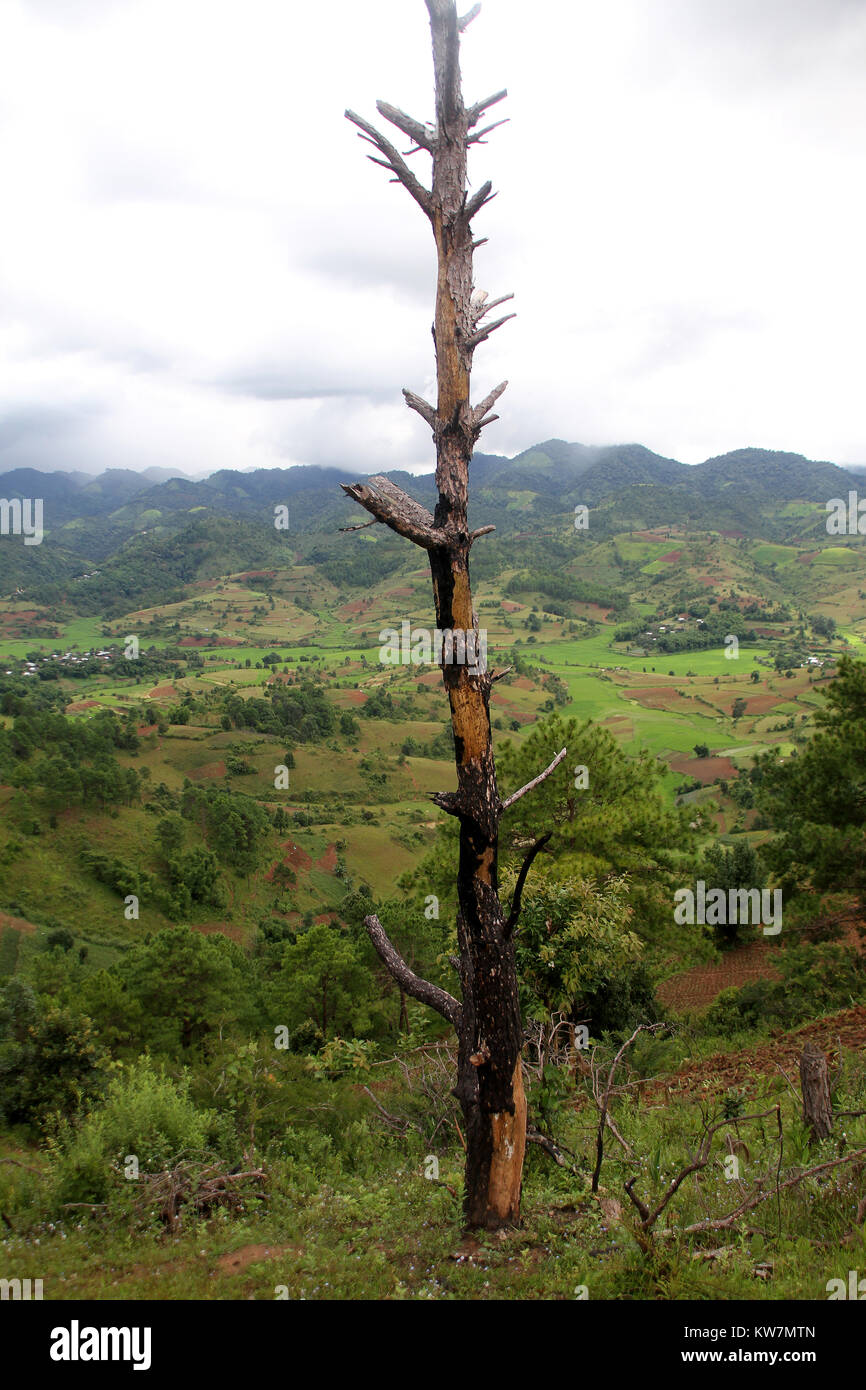 Dry tree and mountain in Shan state, Myanmar Stock Photo - Alamy