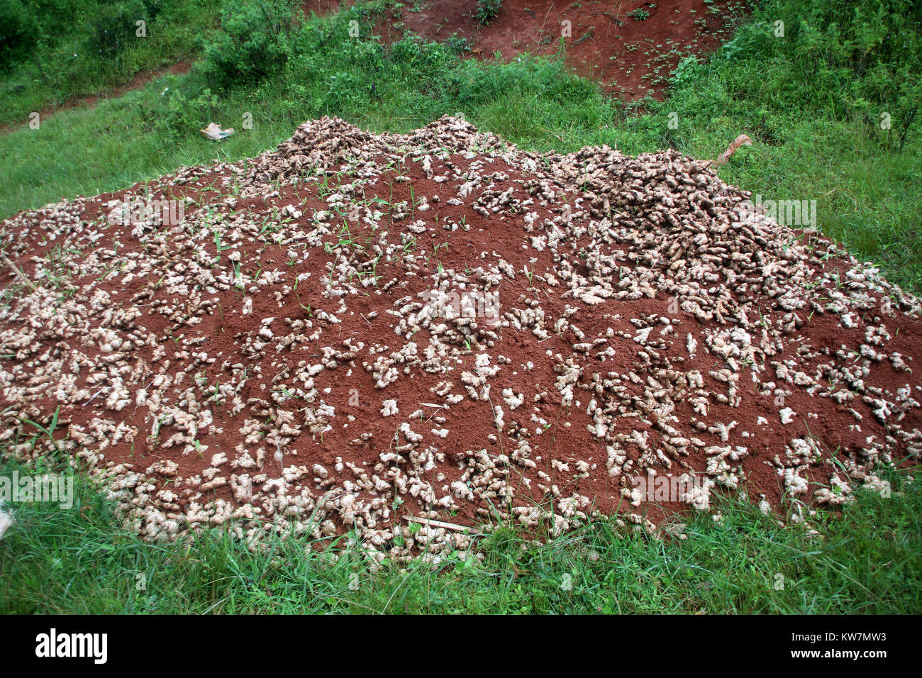 Ginger root myanmar hi-res stock photography and images - Alamy