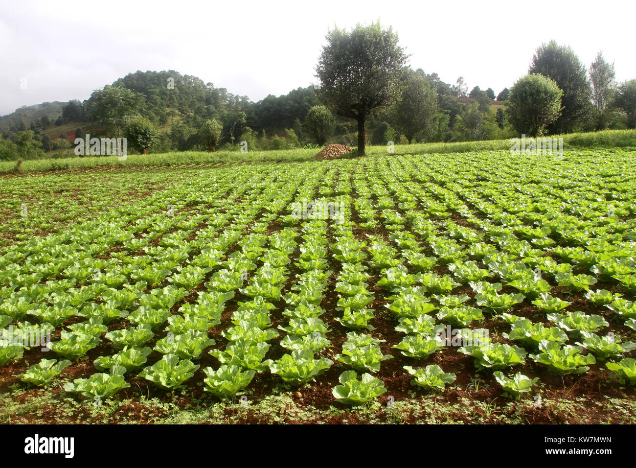 Green cabbage on the farm field in Myanmar Stock Photo - Alamy