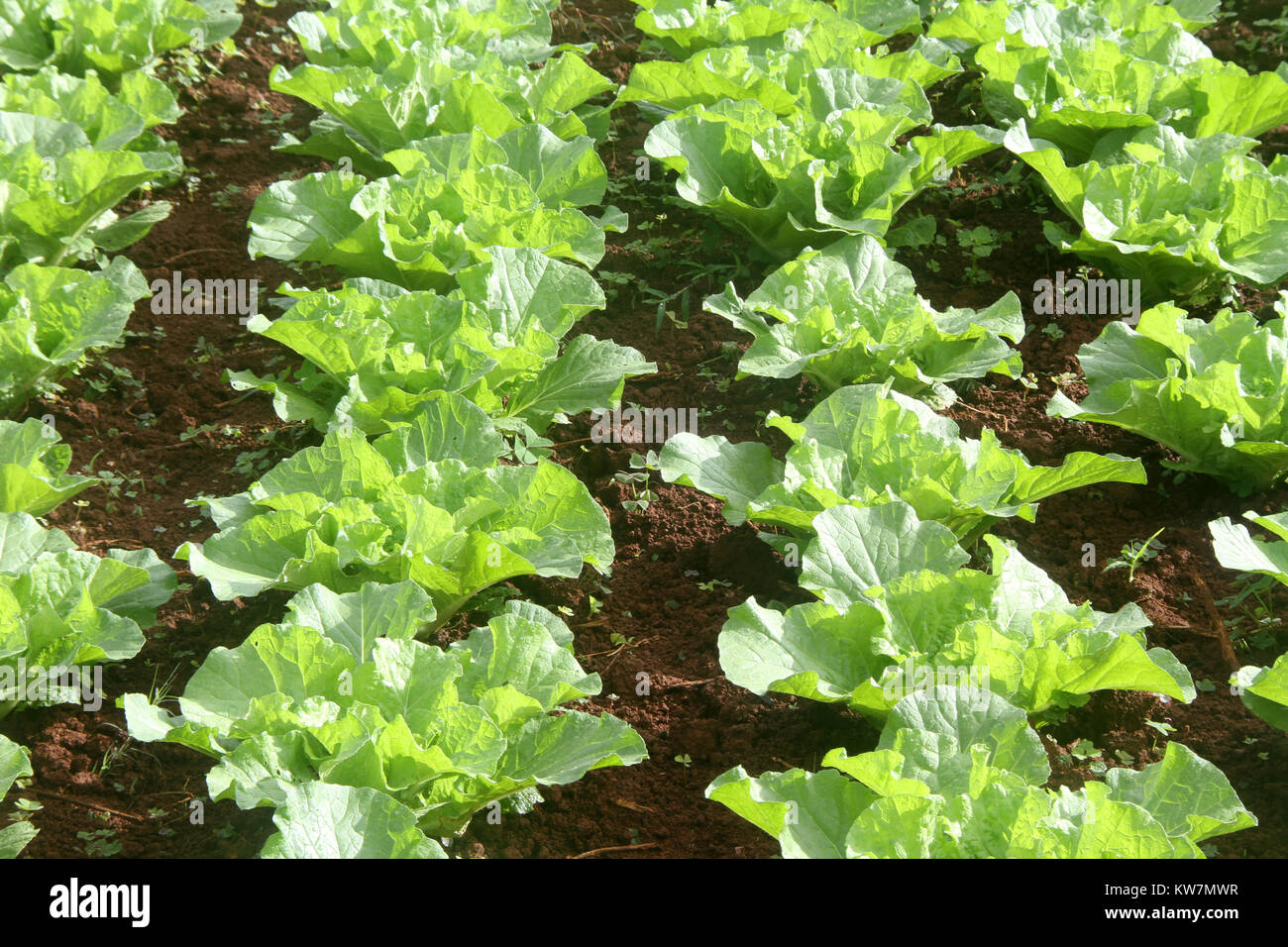 Rows cabbage on farm hi-res stock photography and images - Alamy