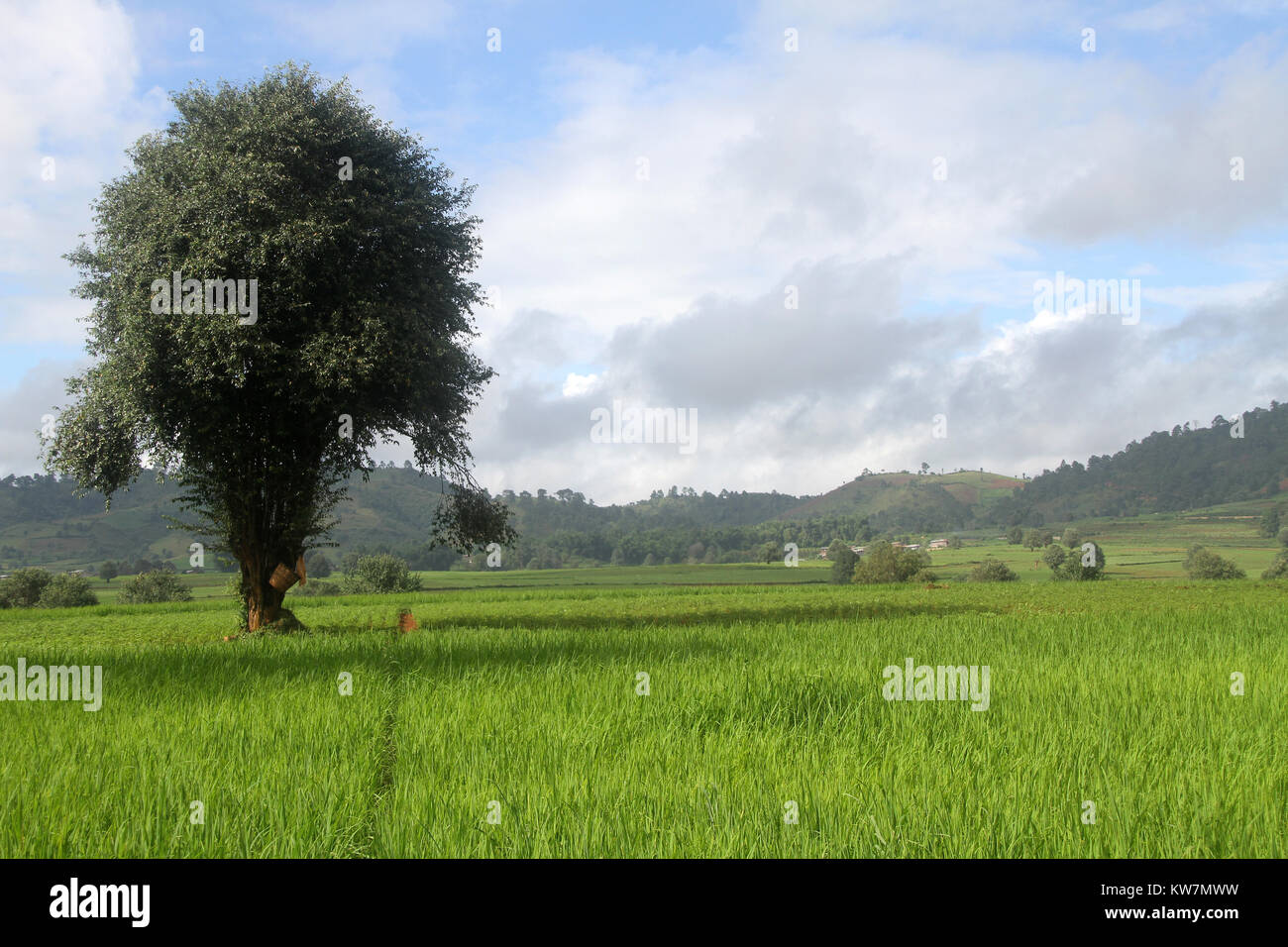 Rural landscape with tree and grass in Shan state, Myanmar Stock Photo ...