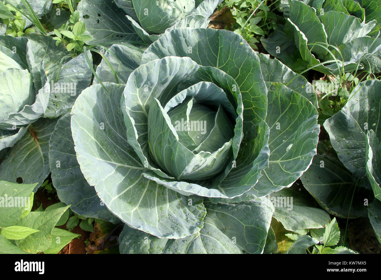 Cabbage on the field near village, Myanmar Stock Photo - Alamy