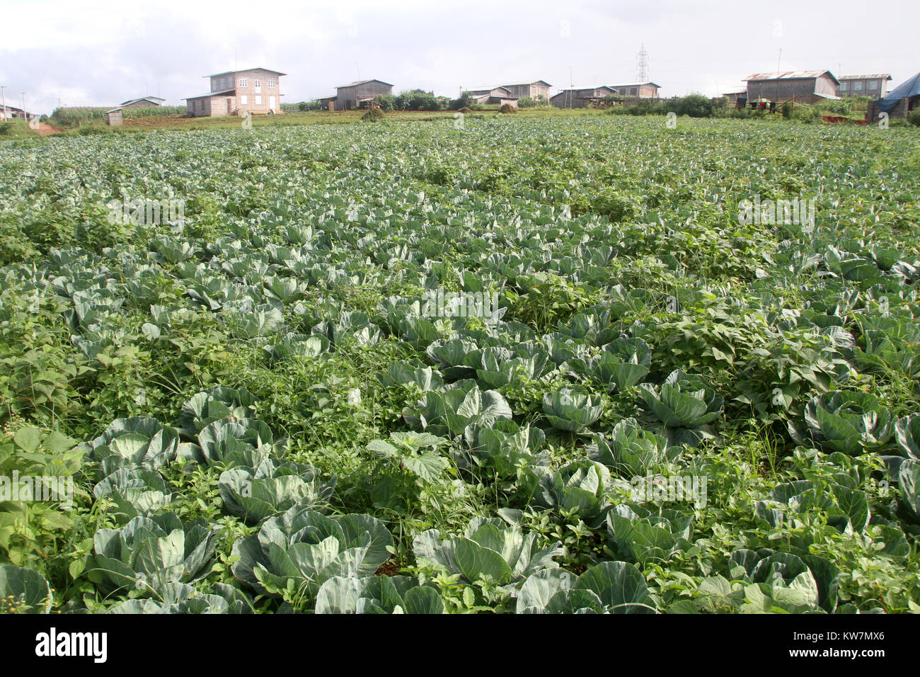 Cabbage on the field near village, Myanmar Stock Photo - Alamy