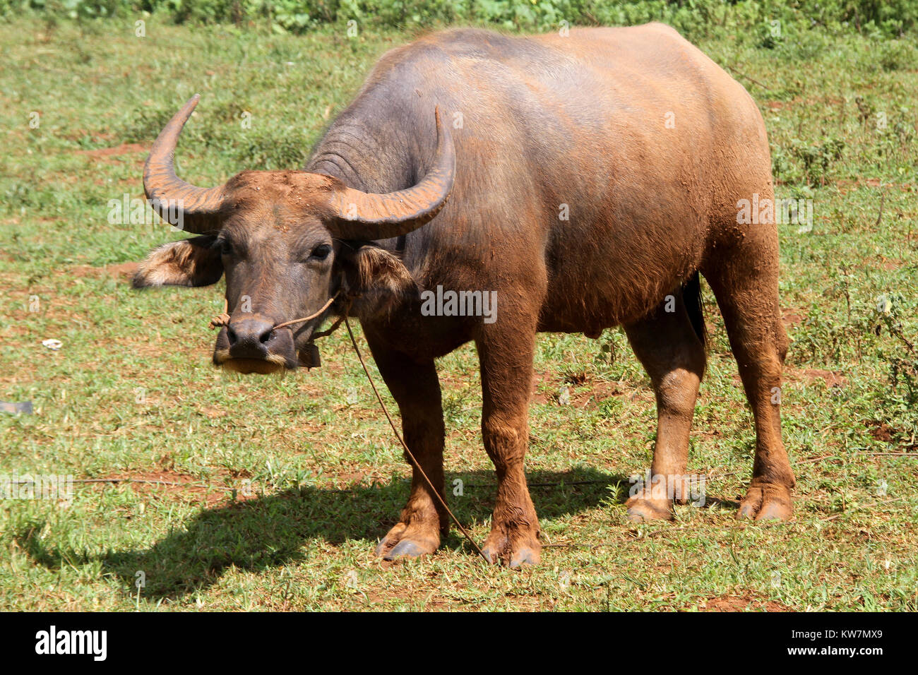 Dirty bull on the green field, Myanmar Stock Photo - Alamy