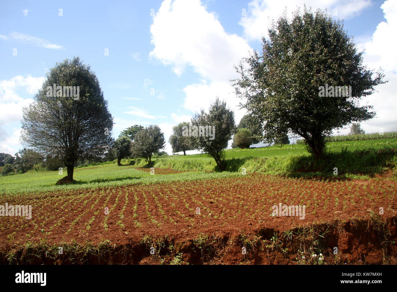 Trees on the ploughing field in Shanm state, Myanmar Stock Photo - Alamy