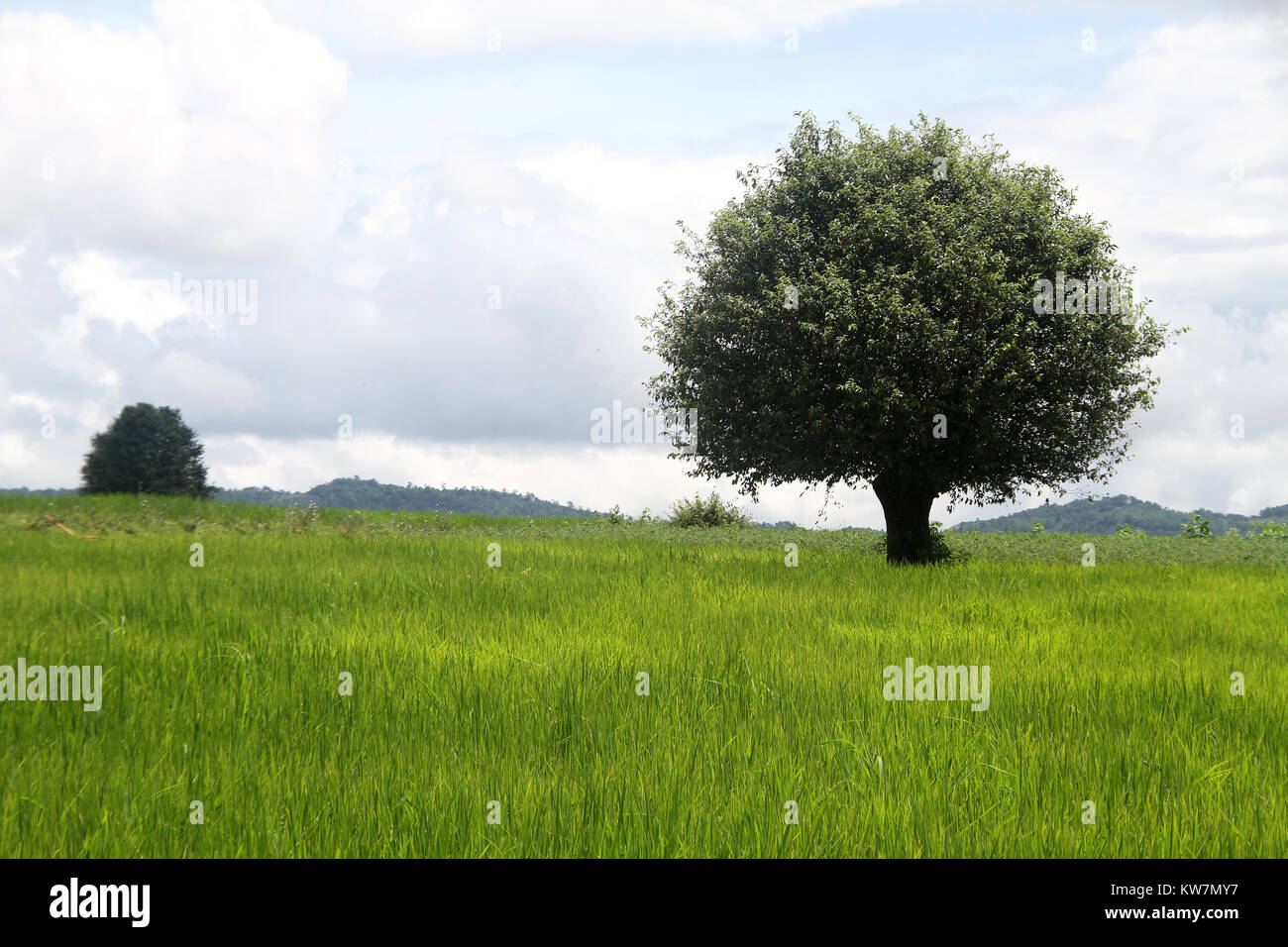 Big tree and green grass on the field Stock Photo - Alamy