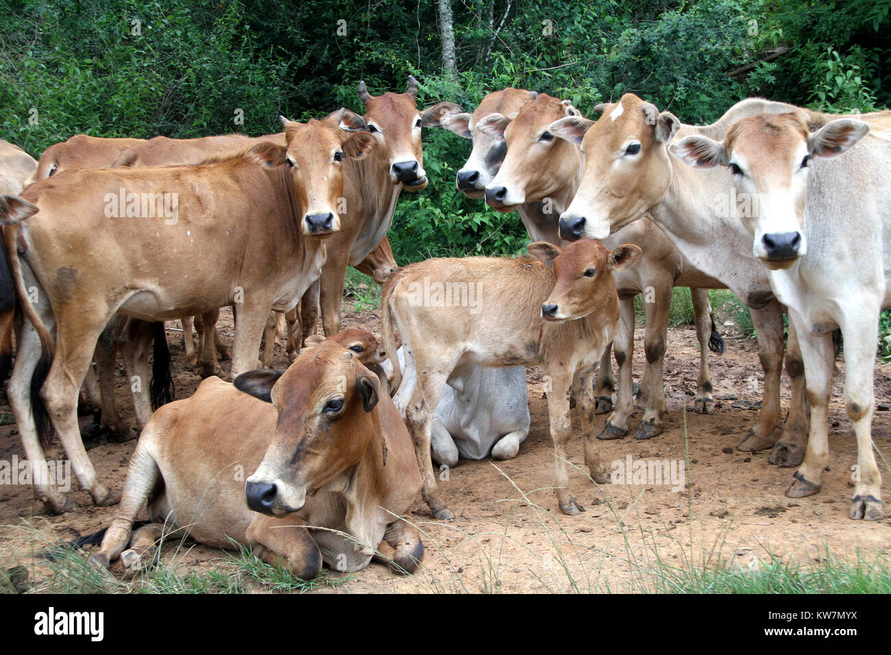 Group of cows on the road near forest in Shan state, Myanmar Stock ...