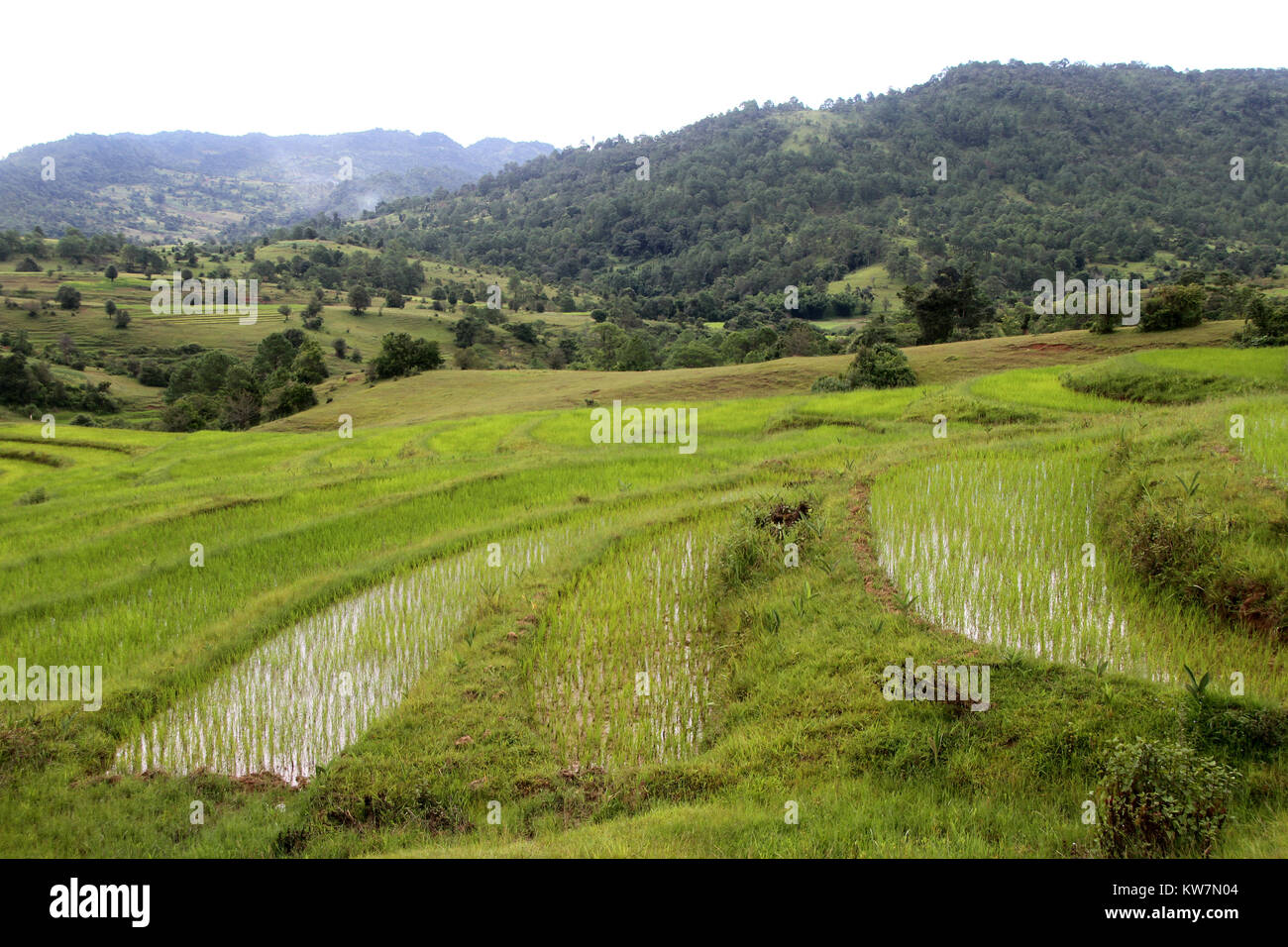 Rice fields and mountain in Shan statye, Myanmar Stock Photo - Alamy