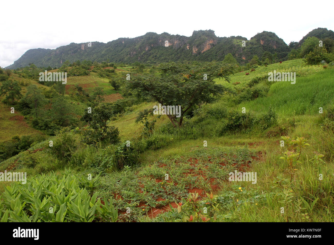 Farm fields on the slope of mount in Myanmar Stock Photo - Alamy