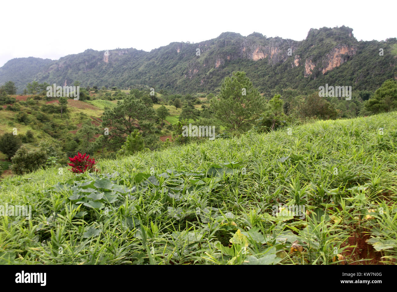 Pine trees, mountain and green grass in Myanmar Stock Photo - Alamy