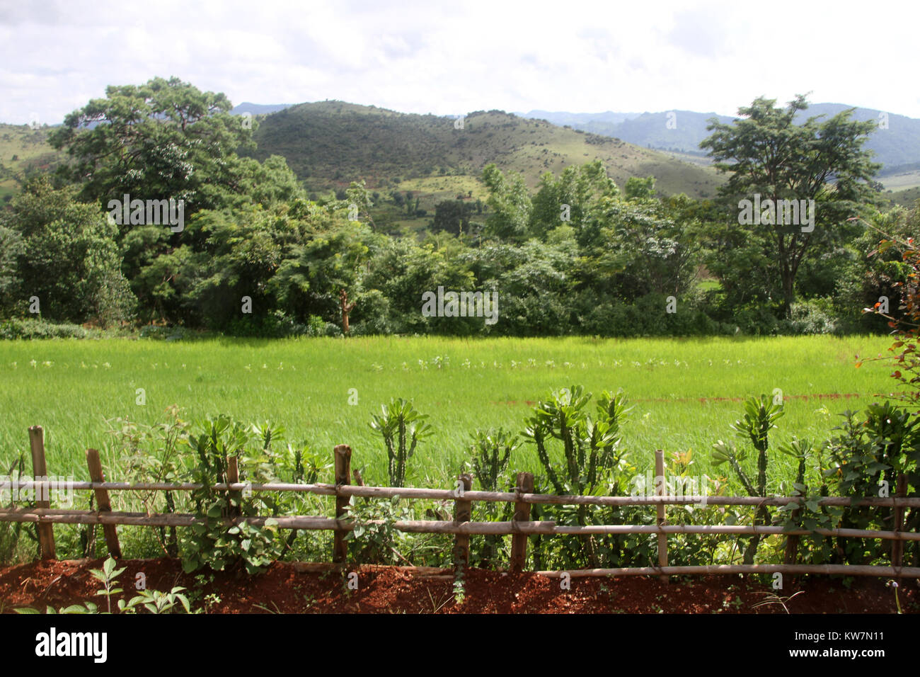 Wooden fence and green farm field in Myanmar Stock Photo - Alamy