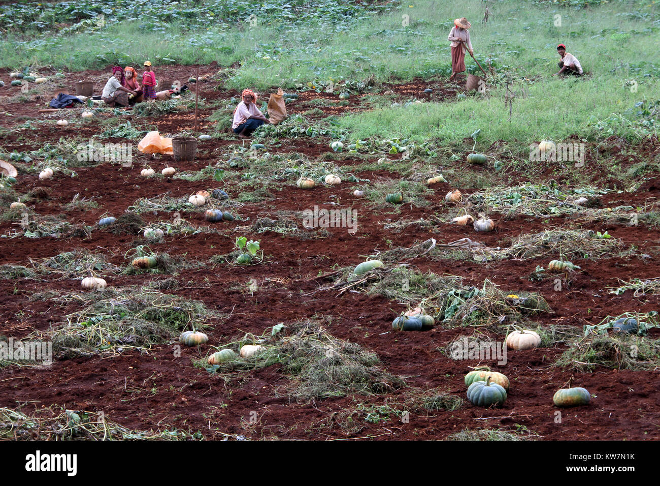 People work on the pumkin field, Shan state, Myanmar Stock Photo - Alamy