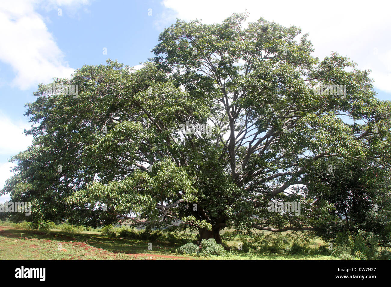 Very big tree on the field near Inle lake, Myanmar Stock Photo - Alamy