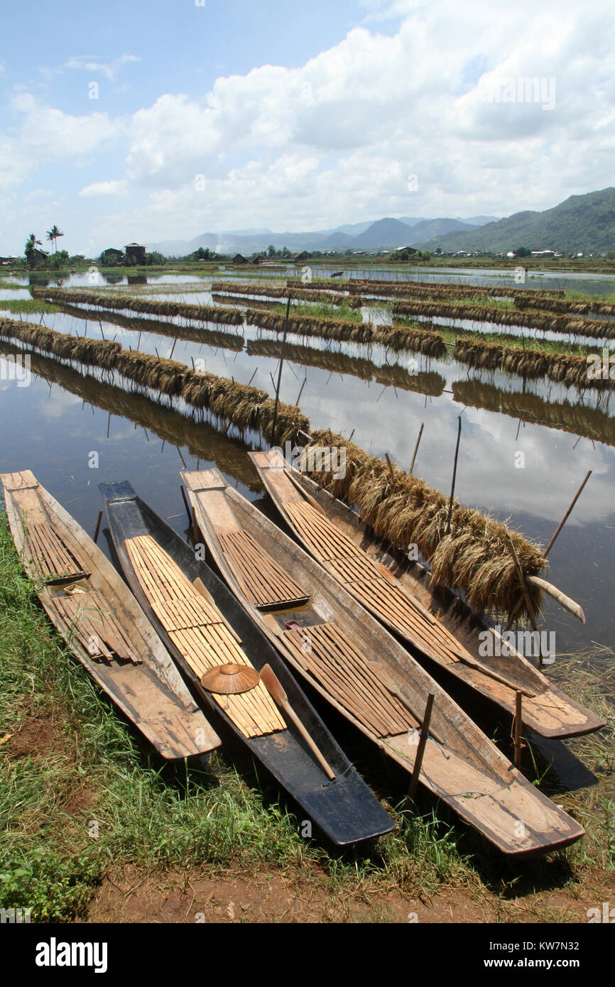 Rice field and boats on the Inle lake, Myanmar Stock Photo - Alamy