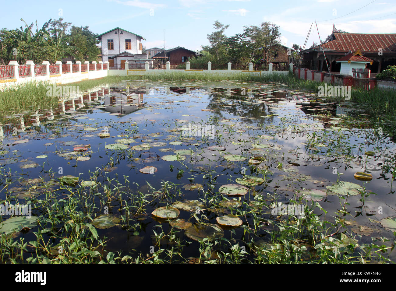 Pond with lotus leaves on the Iinle lake, Myanmar Stock Photo - Alamy