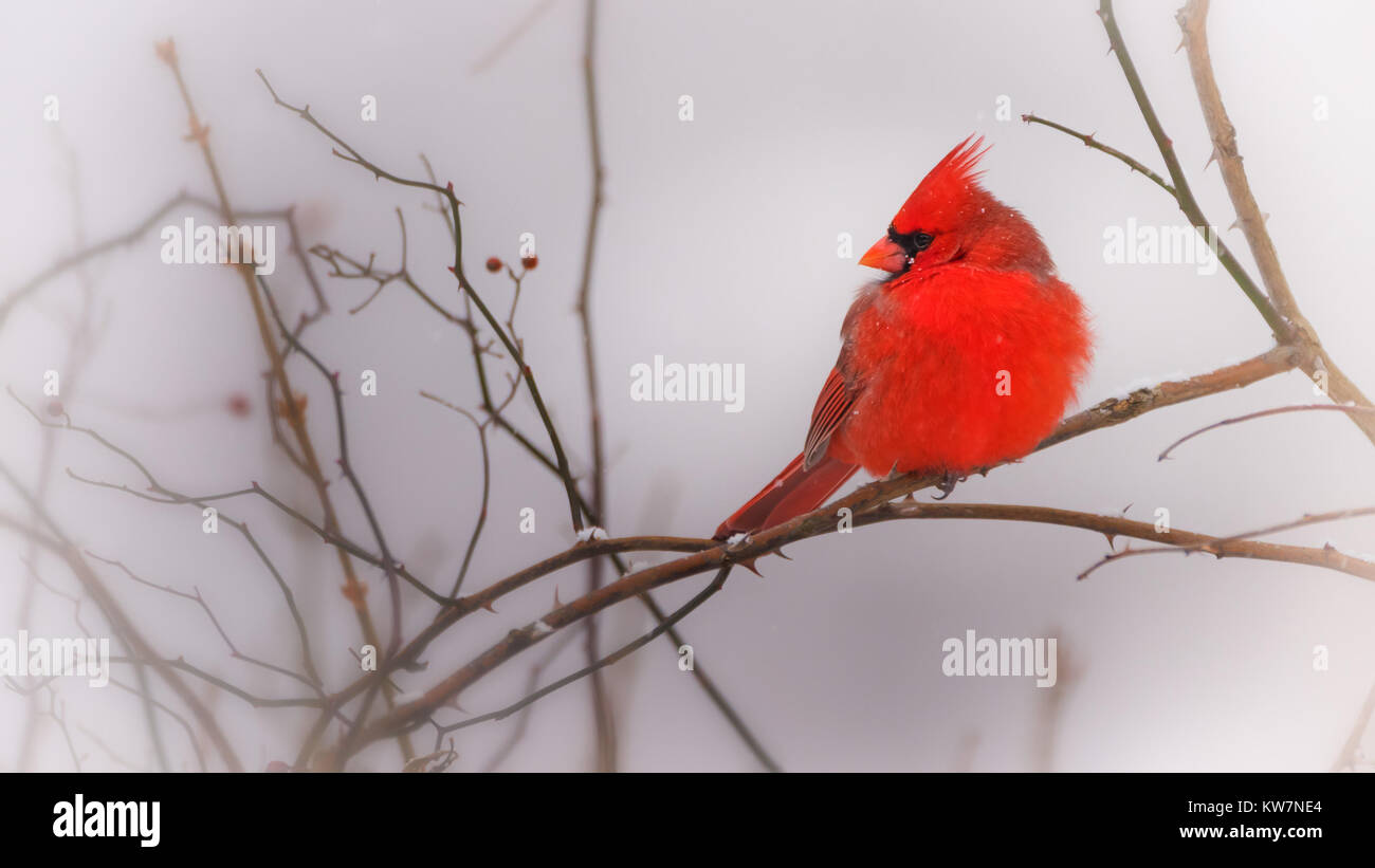 A Northern Cardinal in Winter Stock Photo - Alamy