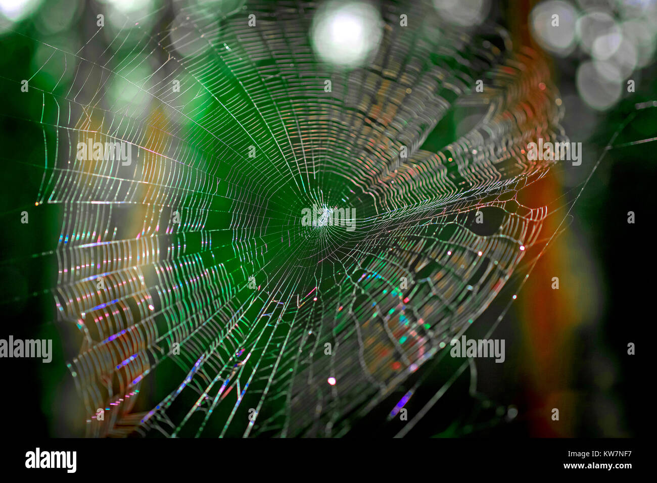 Tree with rainbow background hi-res stock photography and images - Alamy