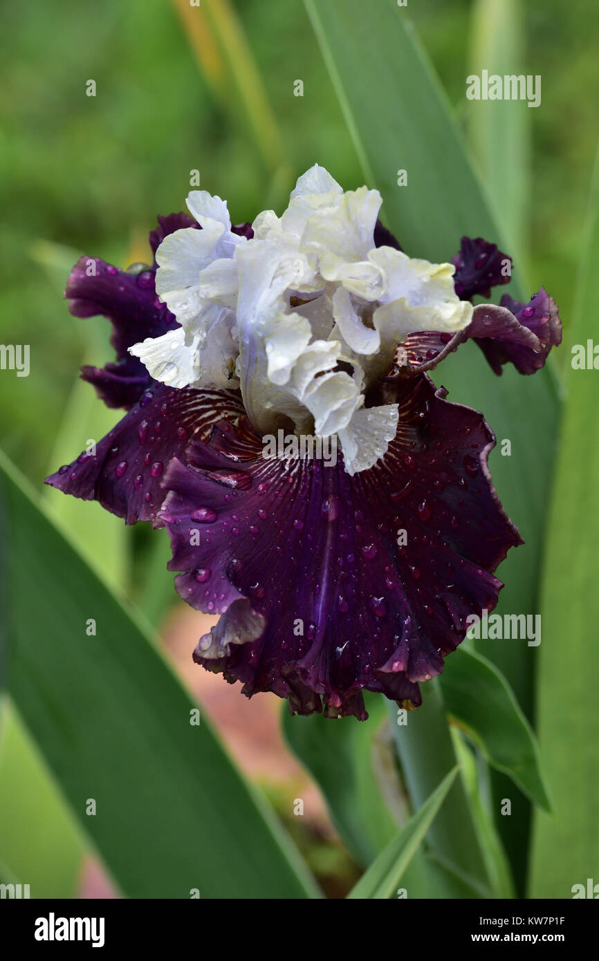 Bearded Iris Leaf High Resolution Stock Photography and Images - Alamy
