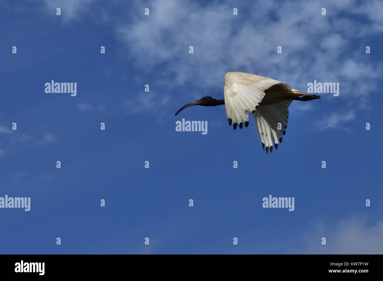 Australian Ibis Flying High Resolution Stock Photography and Images - Alamy