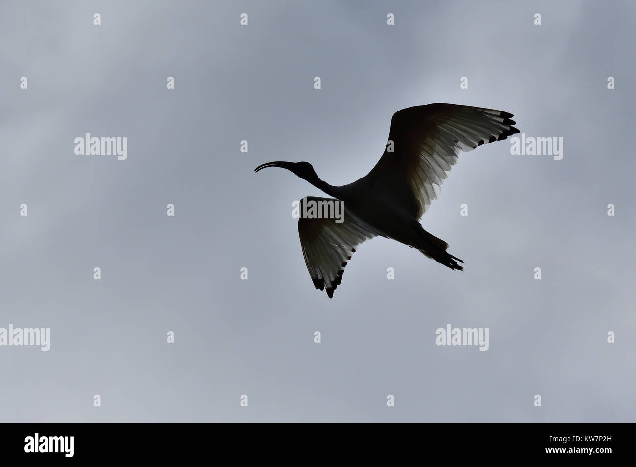 Australian Ibis Photo High Resolution Stock Photography and Images - Alamy