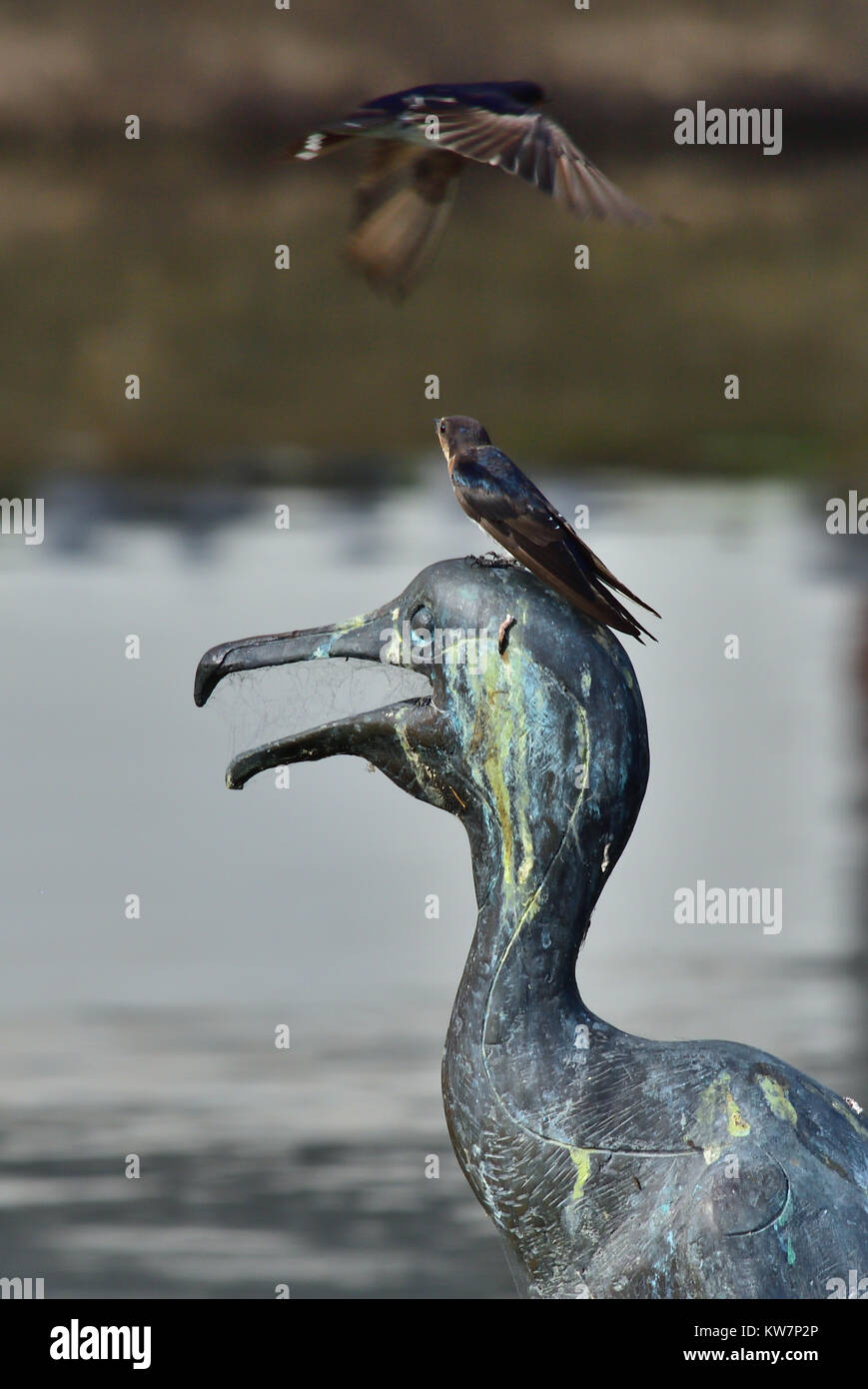 Cormorant Statue High Resolution Stock Photography and Images - Alamy