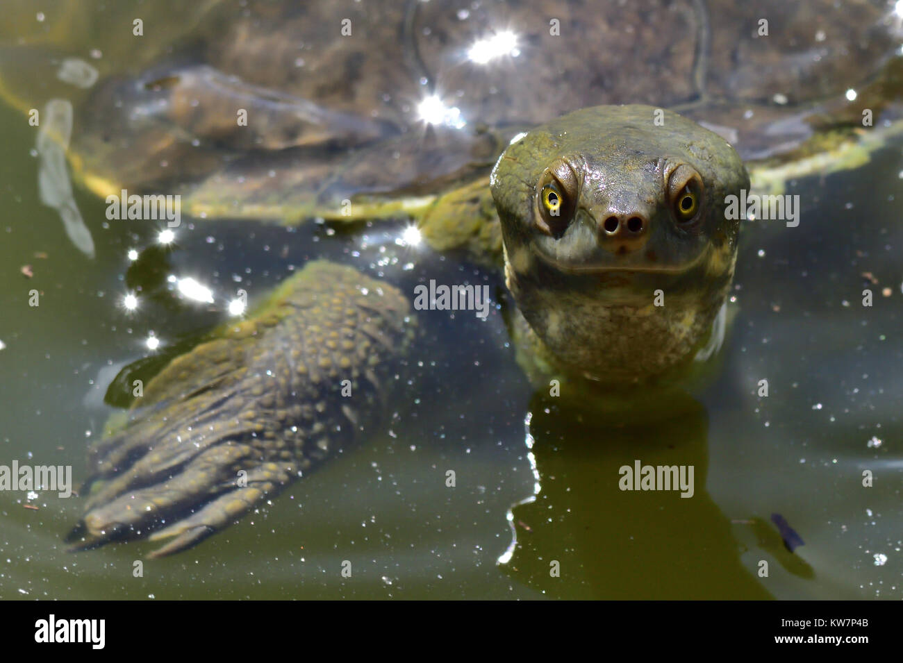 Australian Turtles High Resolution Stock Photography and Images - Alamy