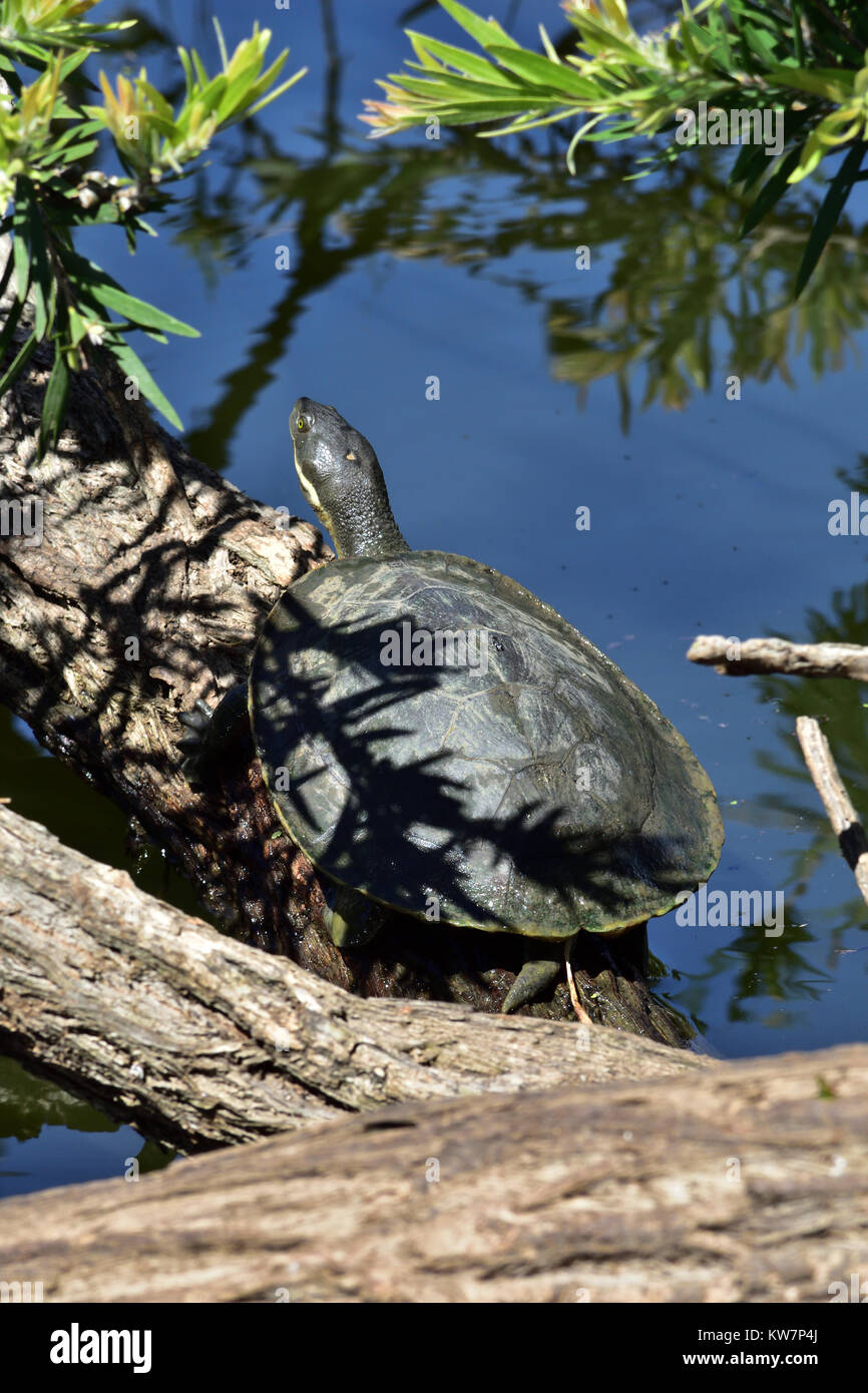 An australian macquarie turtle High Resolution Stock Photography and ...