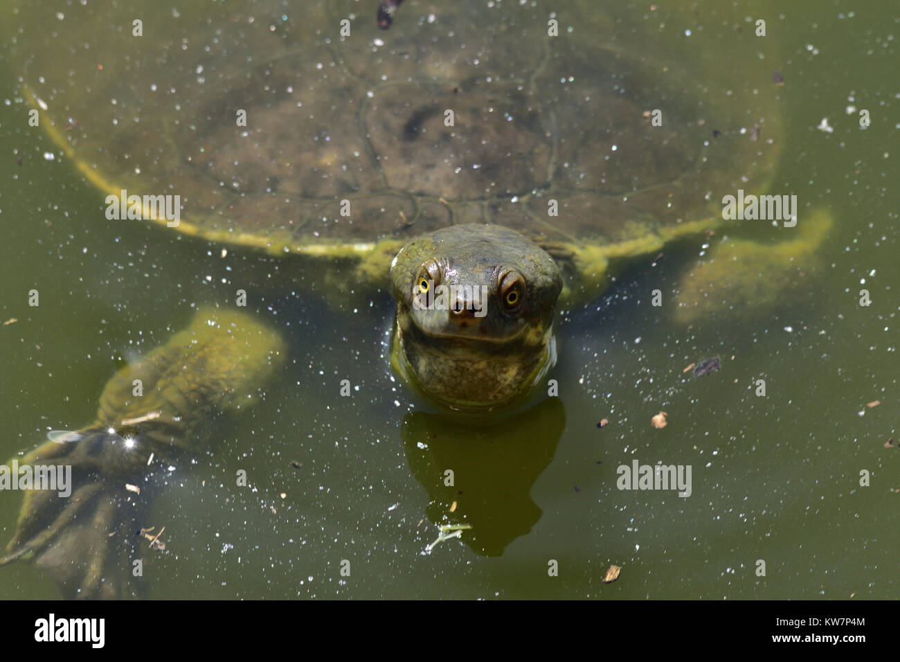 Australian Turtles High Resolution Stock Photography and Images - Alamy