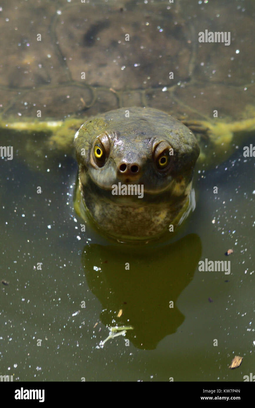 Australian Turtles High Resolution Stock Photography and Images - Alamy