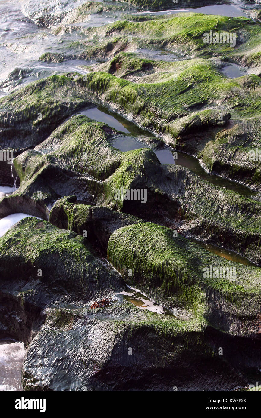 Kerala sea shells hi-res stock photography and images - Alamy