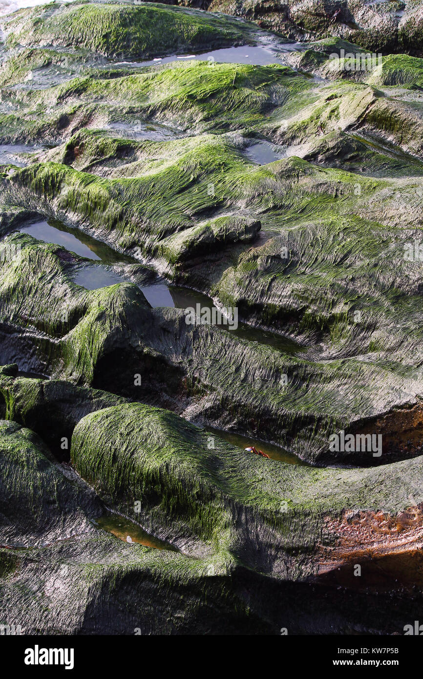 Kerala sea shells hi-res stock photography and images - Alamy
