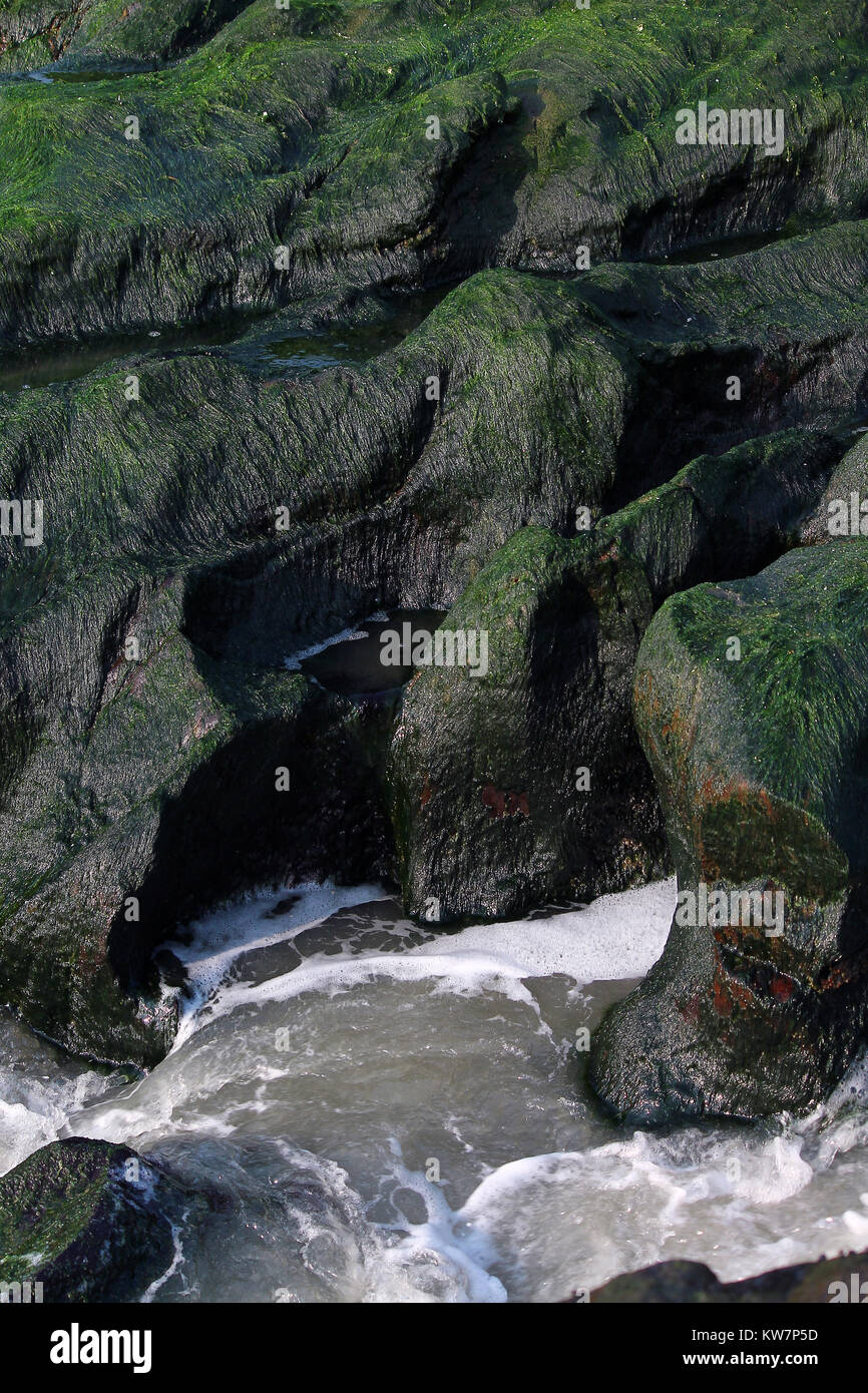 Kerala sea shells hi-res stock photography and images - Alamy