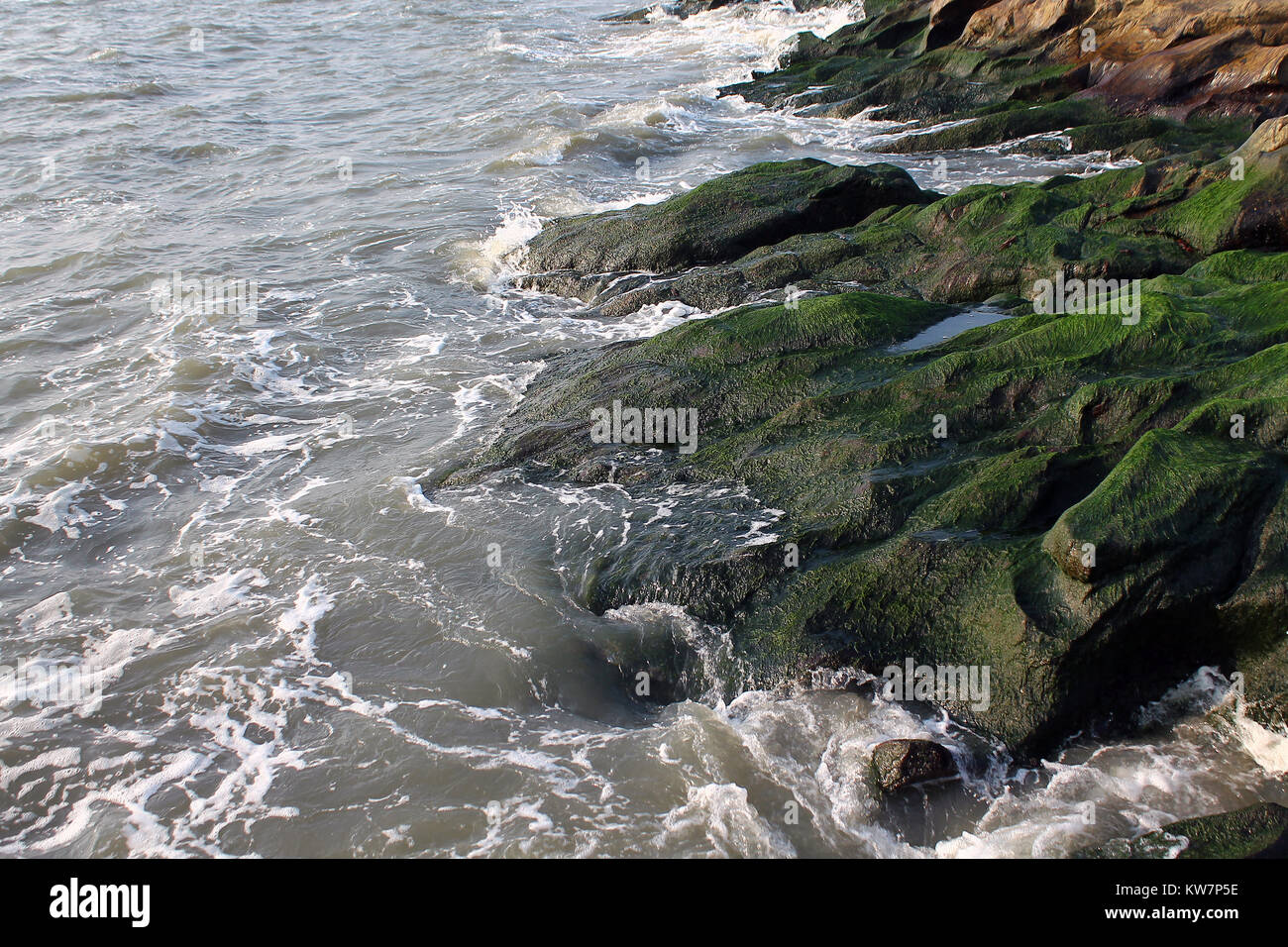 Kerala sea shells hi-res stock photography and images - Alamy