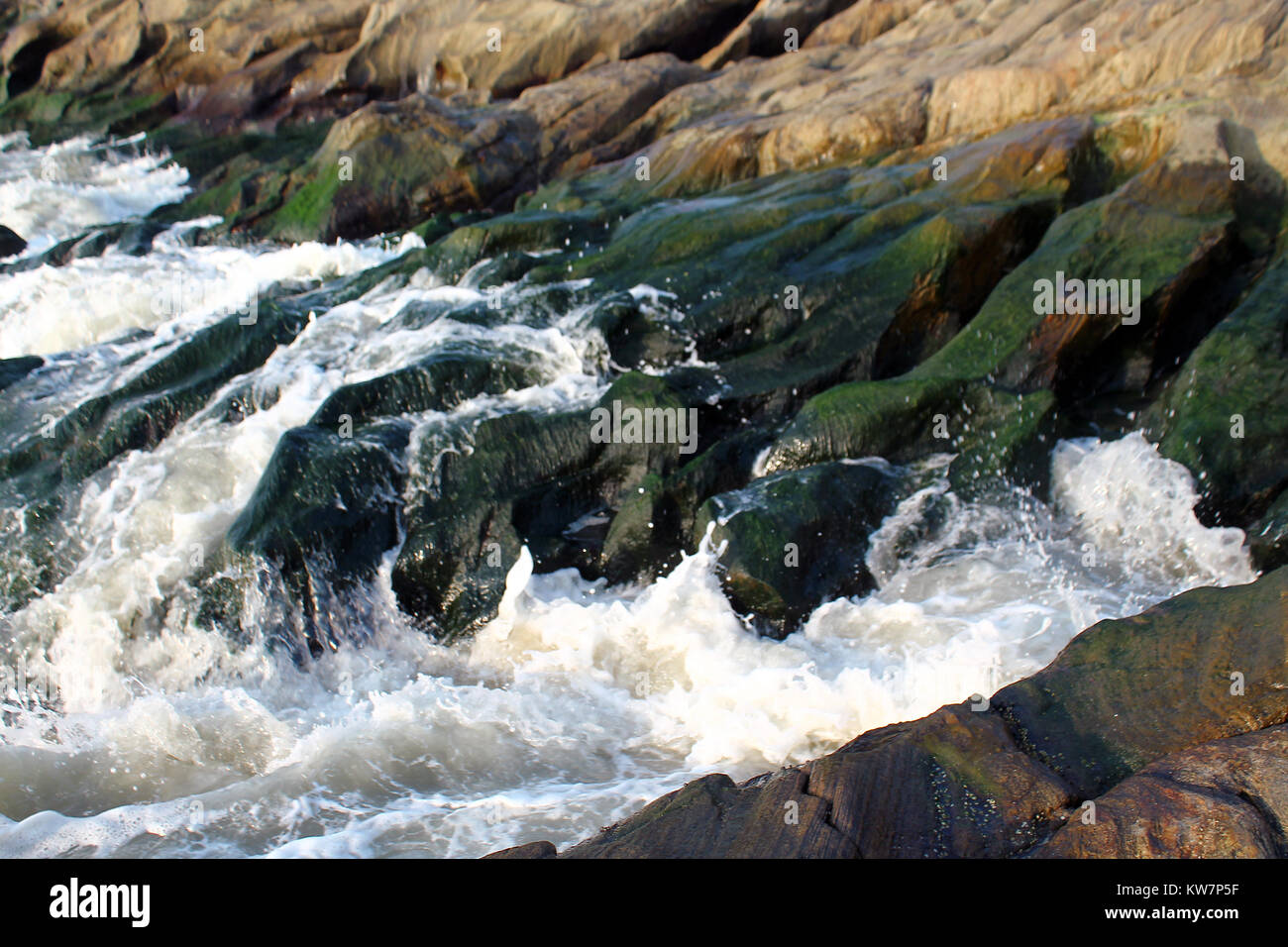 Kerala sea shells hi-res stock photography and images - Alamy