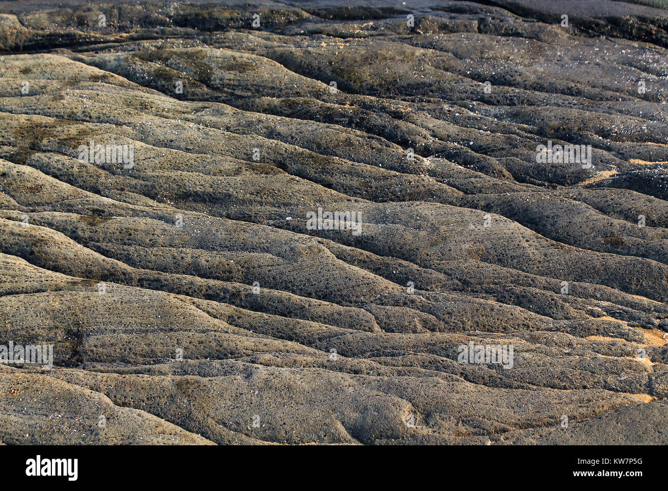 Kerala sea shells hi-res stock photography and images - Alamy