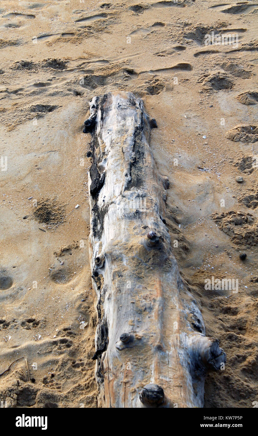 Kerala sea shells hi-res stock photography and images - Alamy