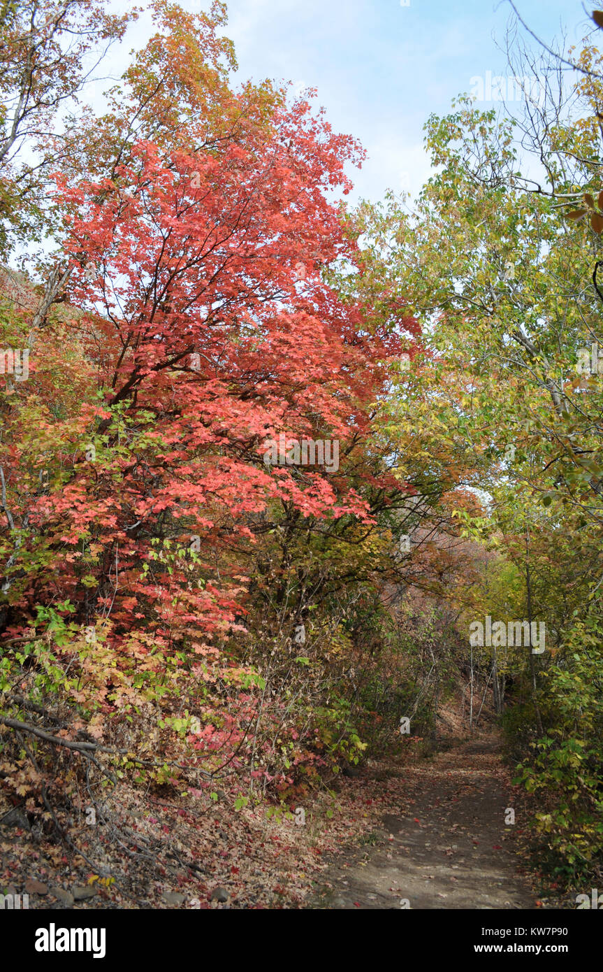 Fall in Maple Canyon Stock Photo - Alamy